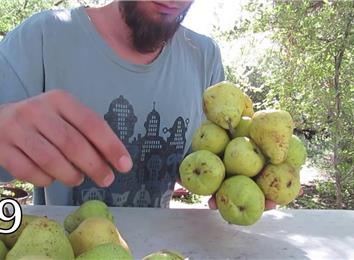 Most Pears Fit In Hand | World Record | Tai Star