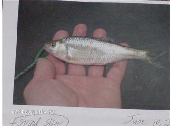 Lightest Striped Shiner | World Record | Andy Pelphrey