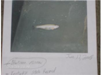 Lightest Bluntnose Minnow | World Record | Andy Pelphrey