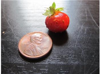 Smallest Ripe Strawberry | World Record | Margaret McGregor