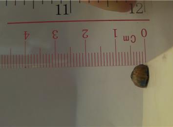 Smallest Pencil | World Record | James G