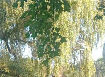 Most Straddle Jumps On A Trampoline In One Minute | World Record ...