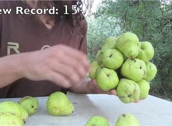 Most Pears Fit In Hand | World Record | Tai Star