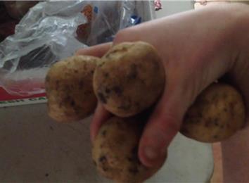 Most Potatoes Held In One Hand At Once (Palm Down) | World Record ...