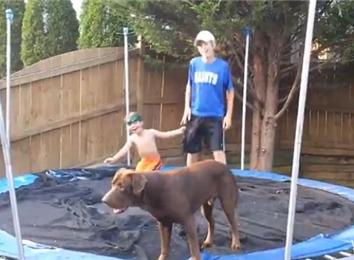 Longest Time Jumping On A Trampoline With A Dog | World Record | Philip ...