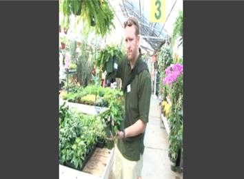 Most Potted Plants Held At Once | World Record | Tagawa Gardens
