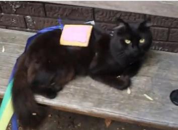 Nyan Cat World Records